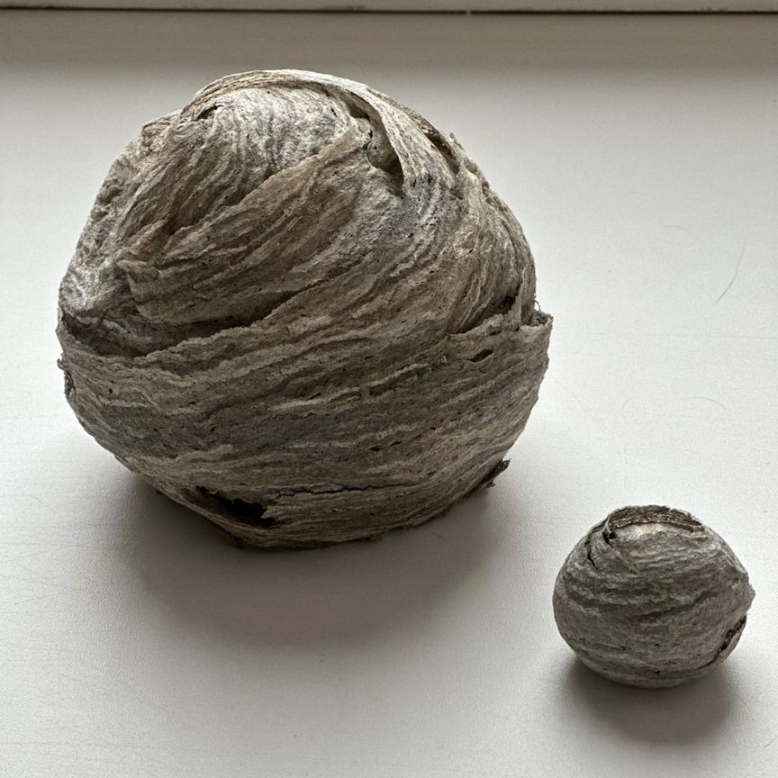 Осиное гнездо большое