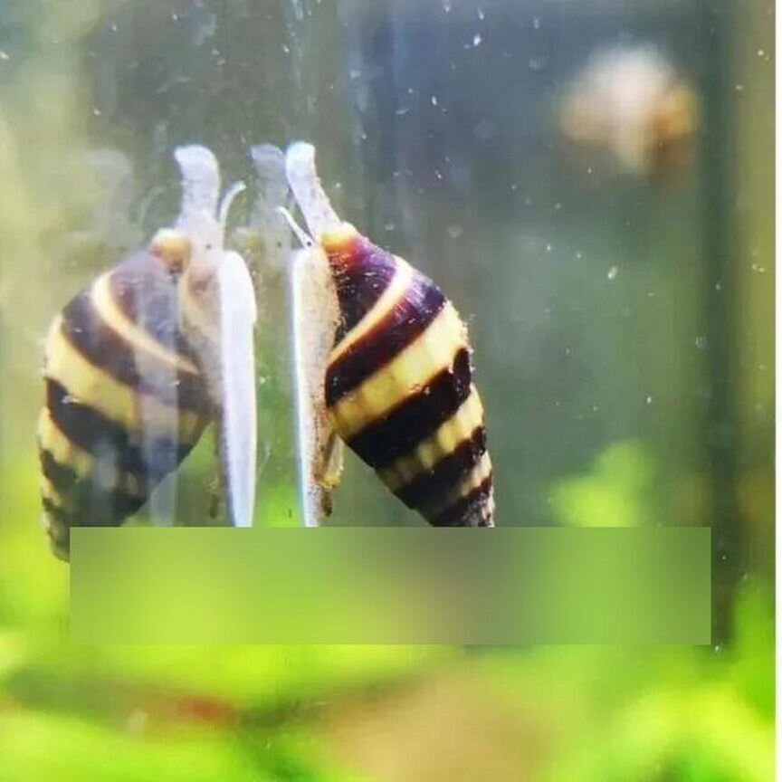 Улитка Хелена