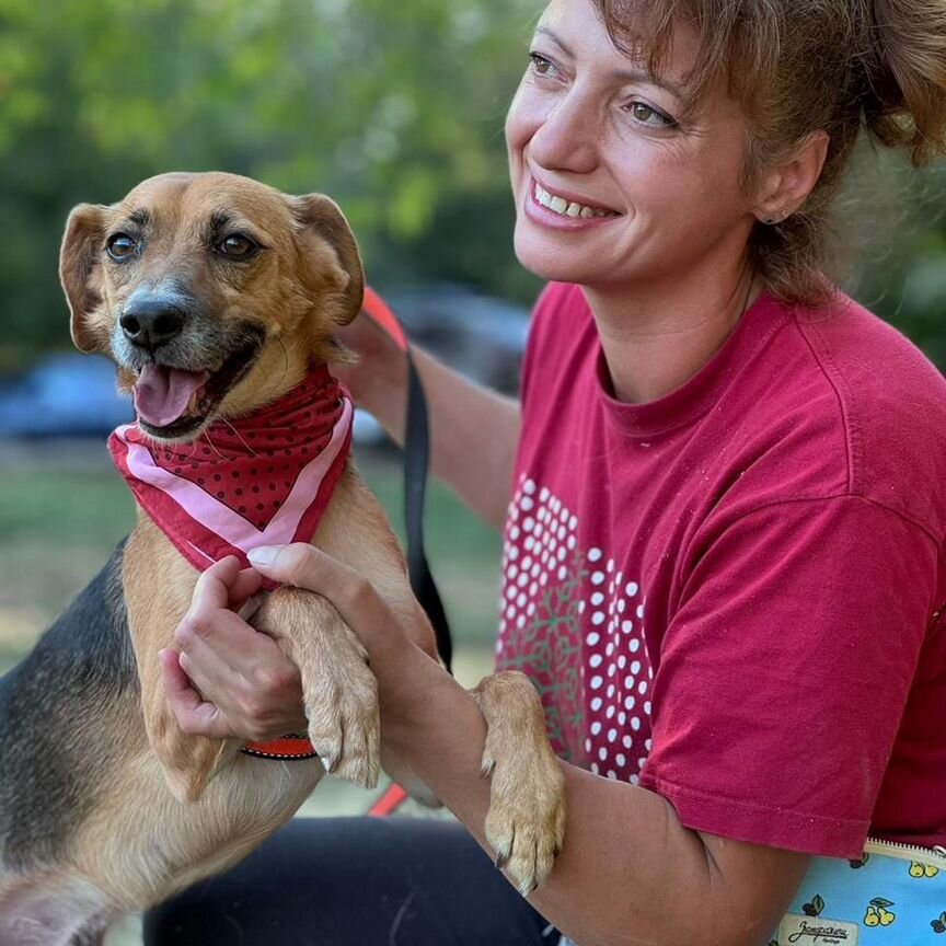 Собака в семью