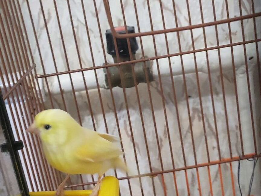 Канарейка самка с клеткой