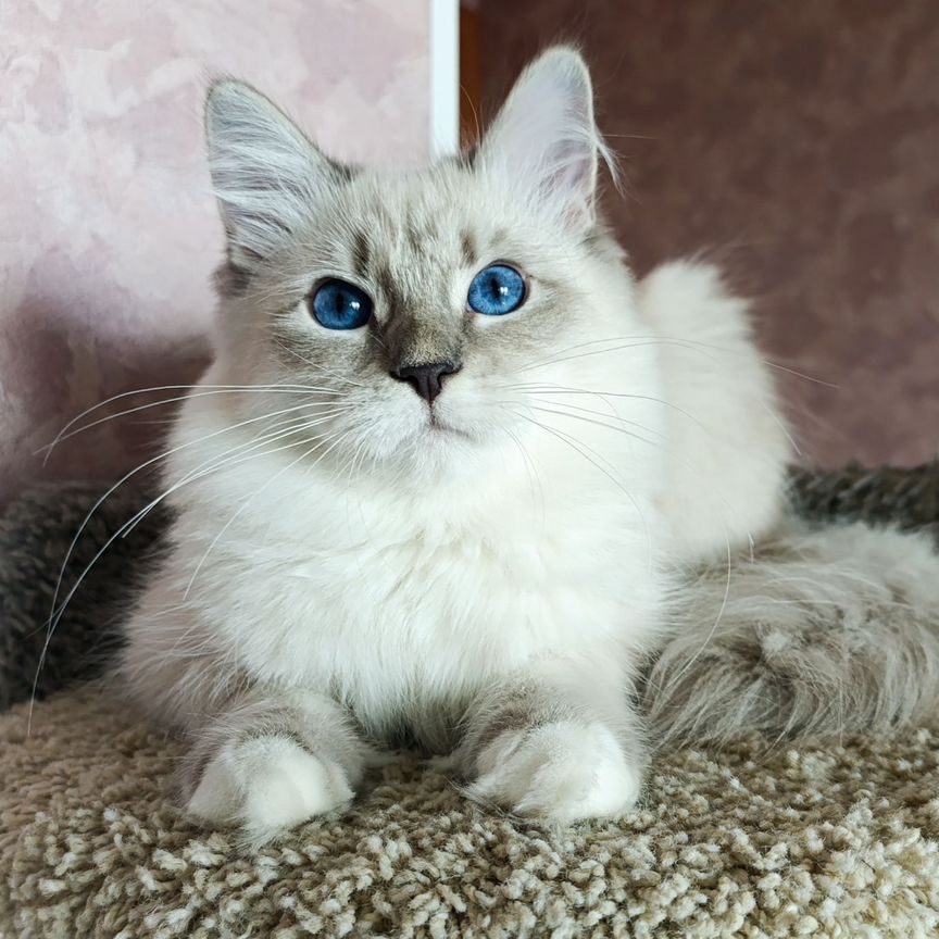 Кинжал неваенисей сибирский кот подросток