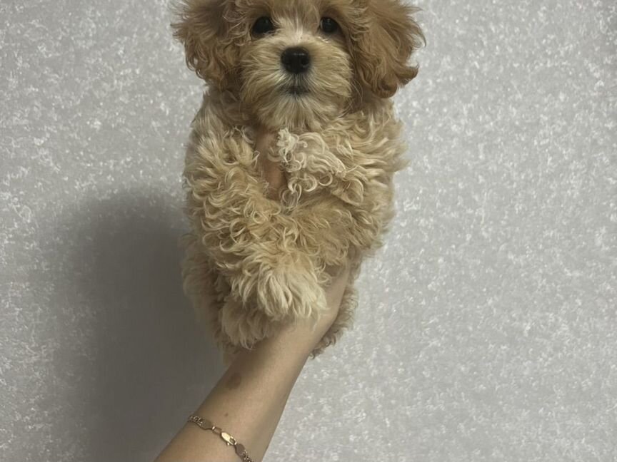 Мальтипу ф1 девочка Корея беби фейс карамель беж