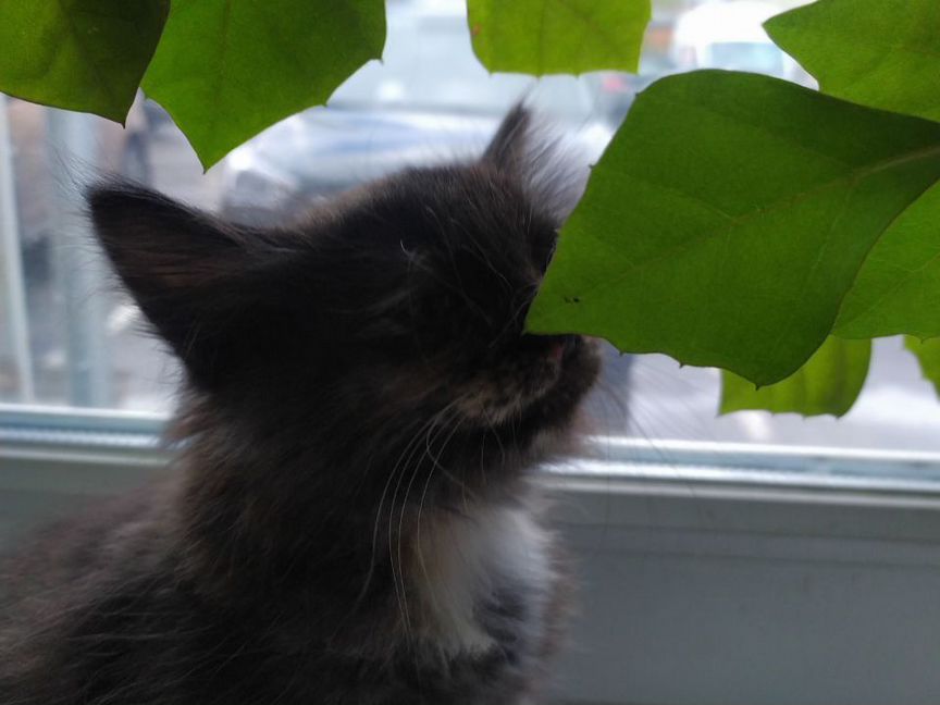 Котята девочка (м.Канавинская)