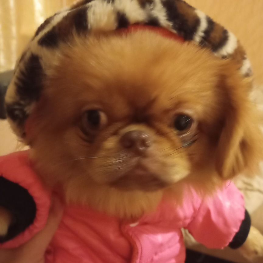 Пекинес, щенок