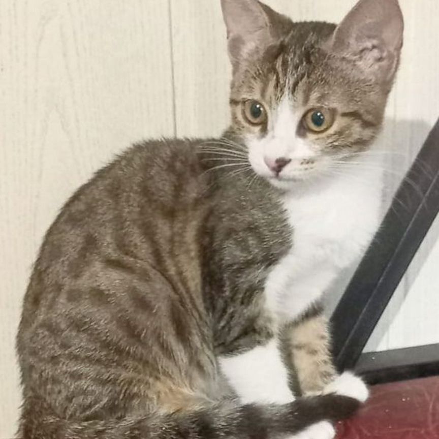 Кошечка 5 мес, ласковая