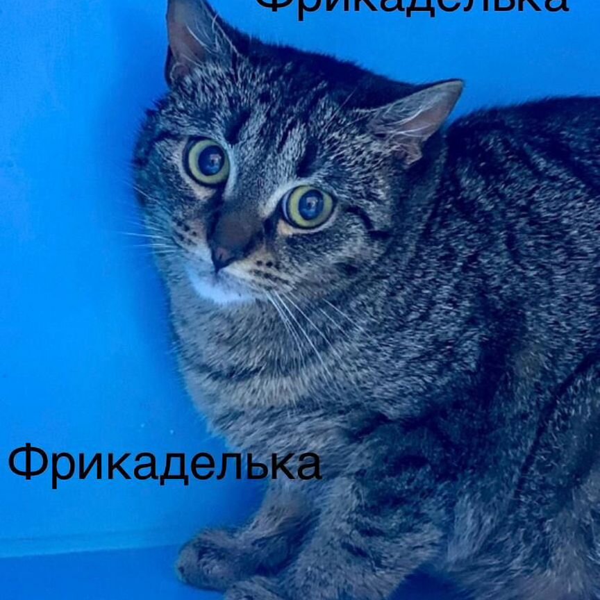 Фрикаделька выпуск на улицу. Семья, заметьте