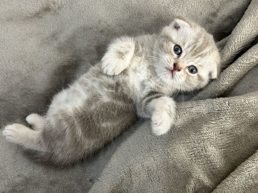 Шотландский вислоухий котенок