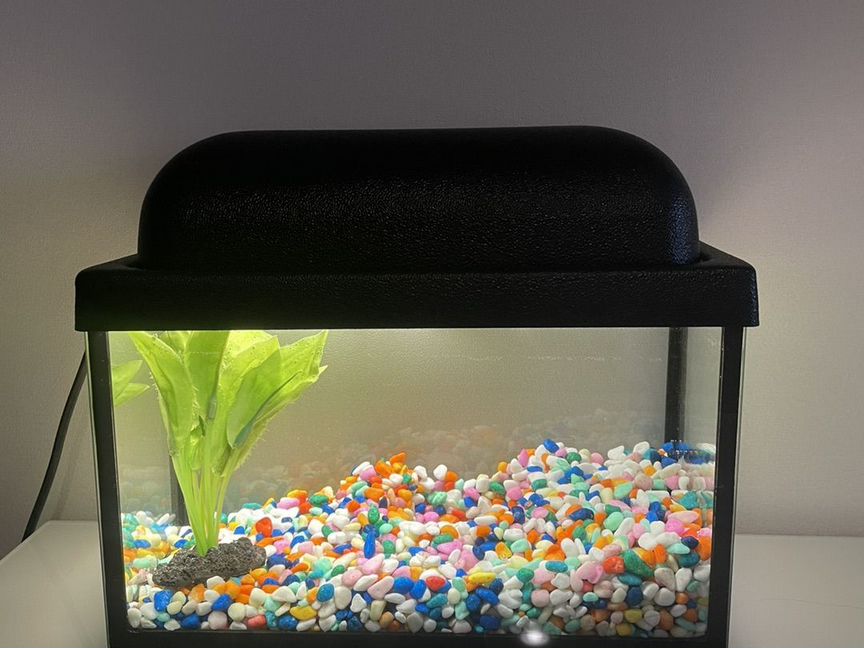Аквариум + камни + растение + сачок