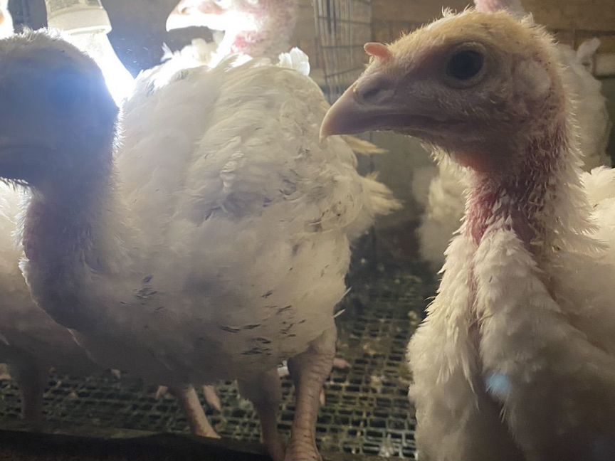 Индюки подрощенные