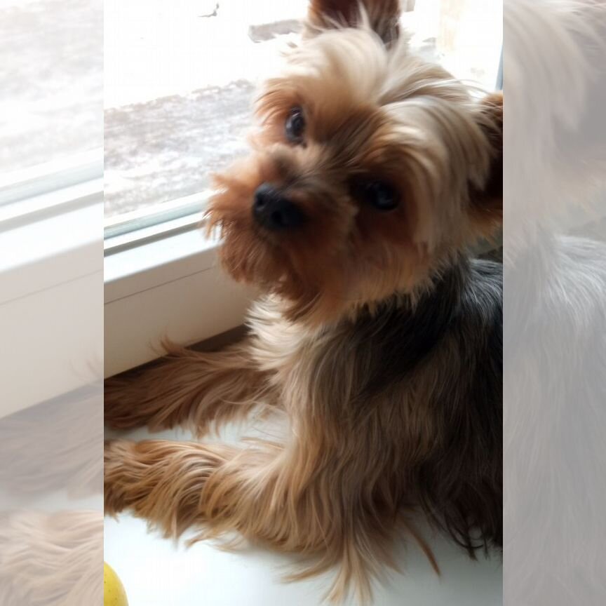 Йоркширский терьер, вязка