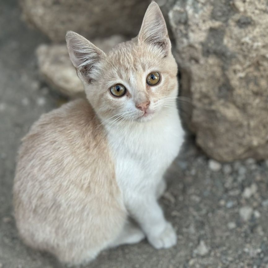 3 месячная кошечка котенок в добрые руки