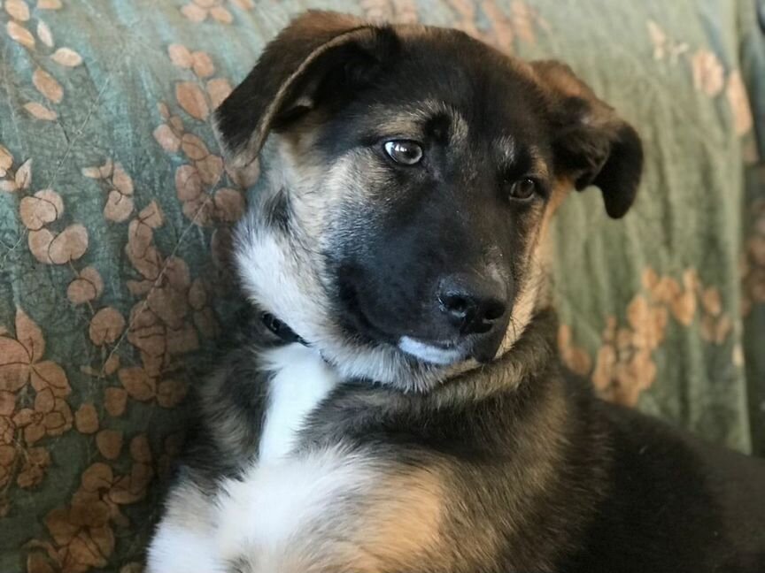 Собака в добрые руки