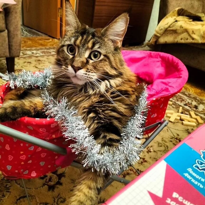 Мейн-кун, взрослая кошка