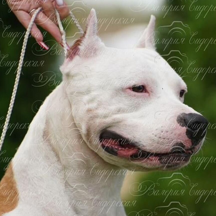 Кабель стаффорд вязка