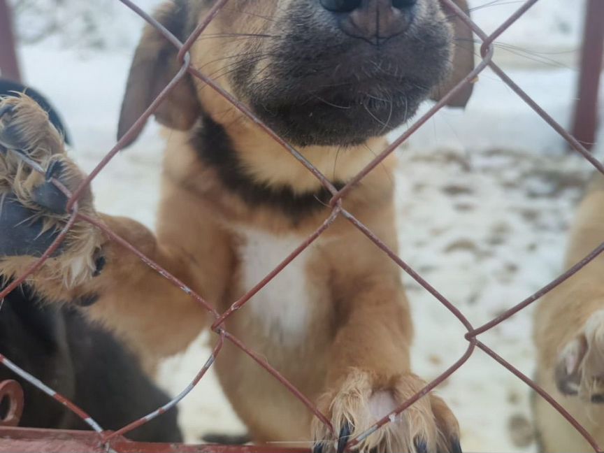 Щенок (кобель) 4 мес в добрые руки бесплатно