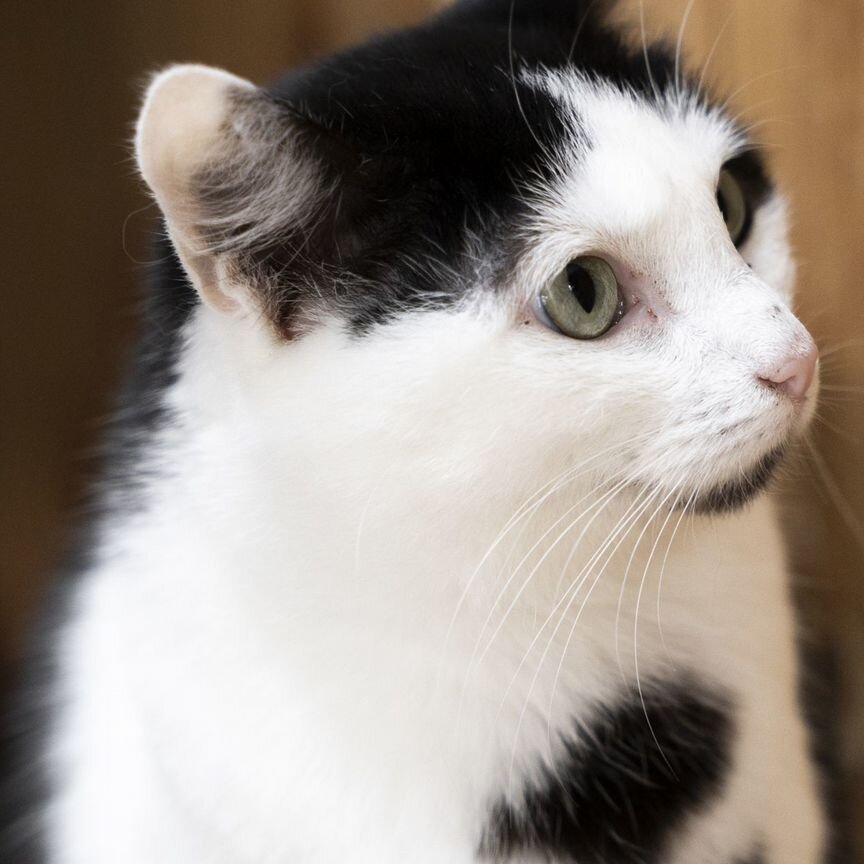 Взрослая кошка из приюта