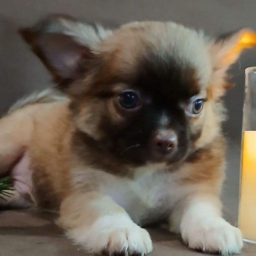 Чихуахуа, щенок