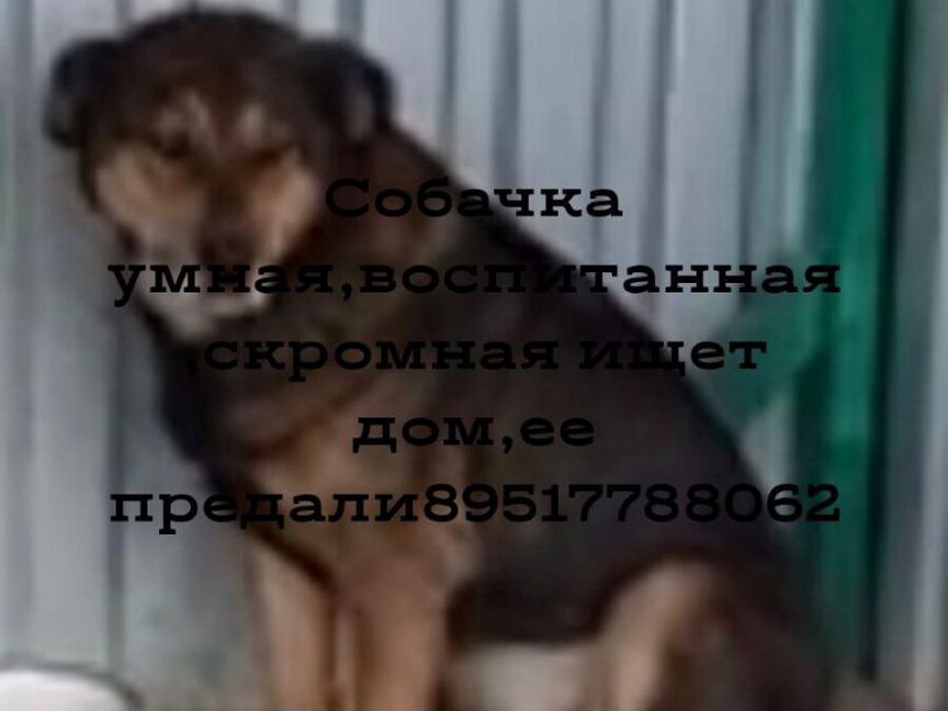 Чья собака попала в отлов