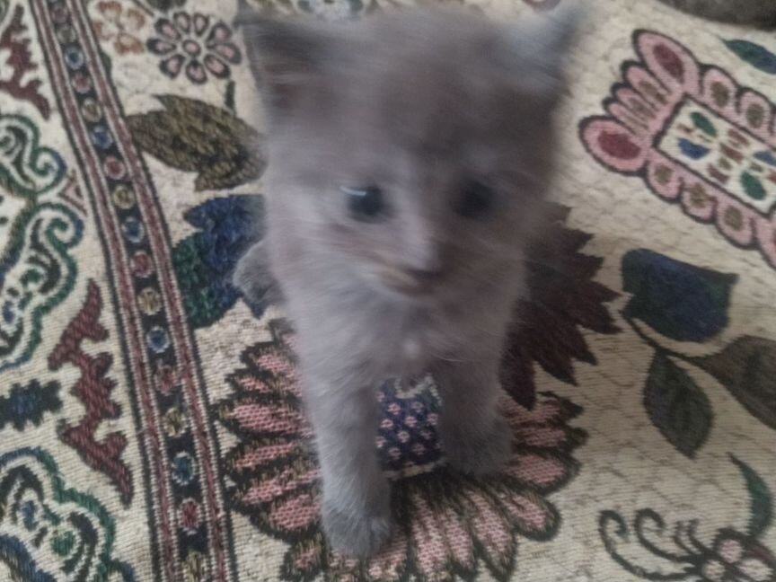 Отдам бесплатно котят,кушают сами,в туалет