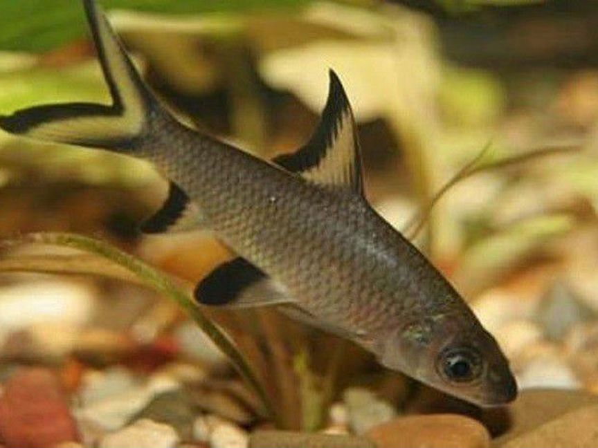 Аквариумные рыбки