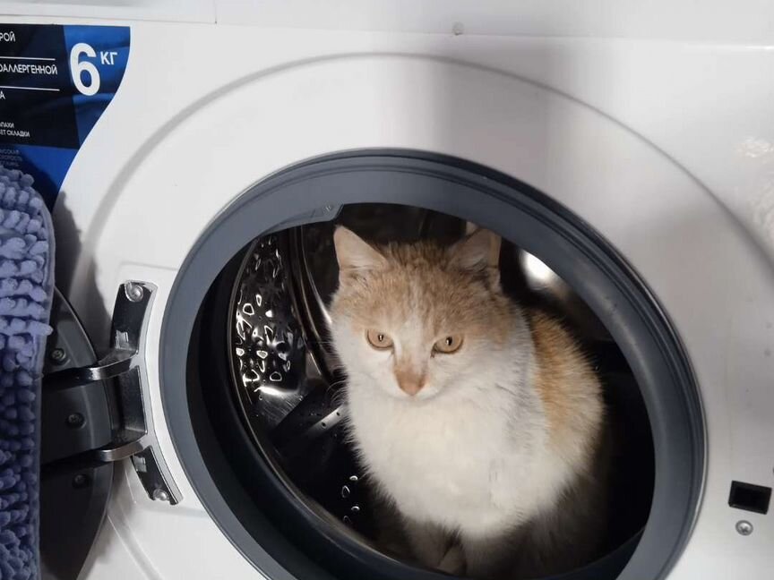 Кот