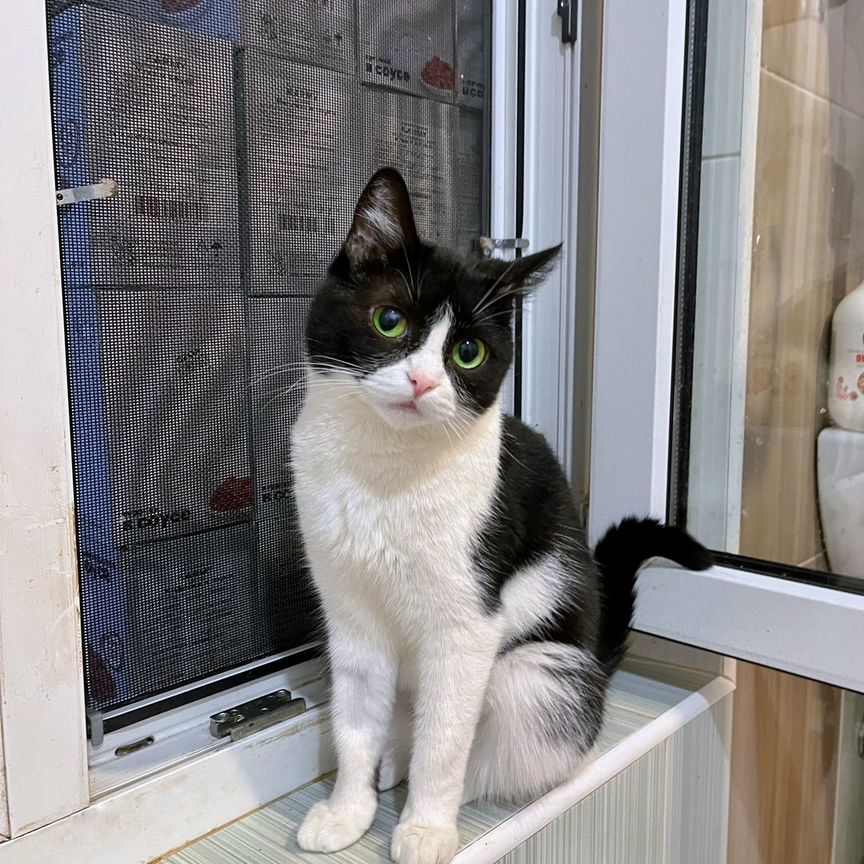 Кошка ищет дом