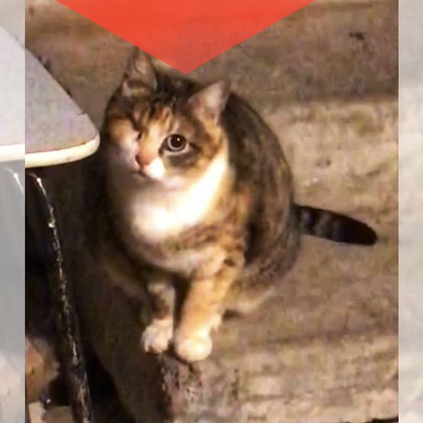 Взрослая кошка в добрые руки