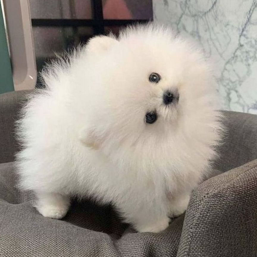 Померанский шпиц, щенок