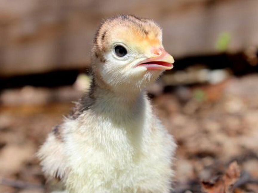 Цыплята индейка тяжелый кросс Хайбрид Конвертер