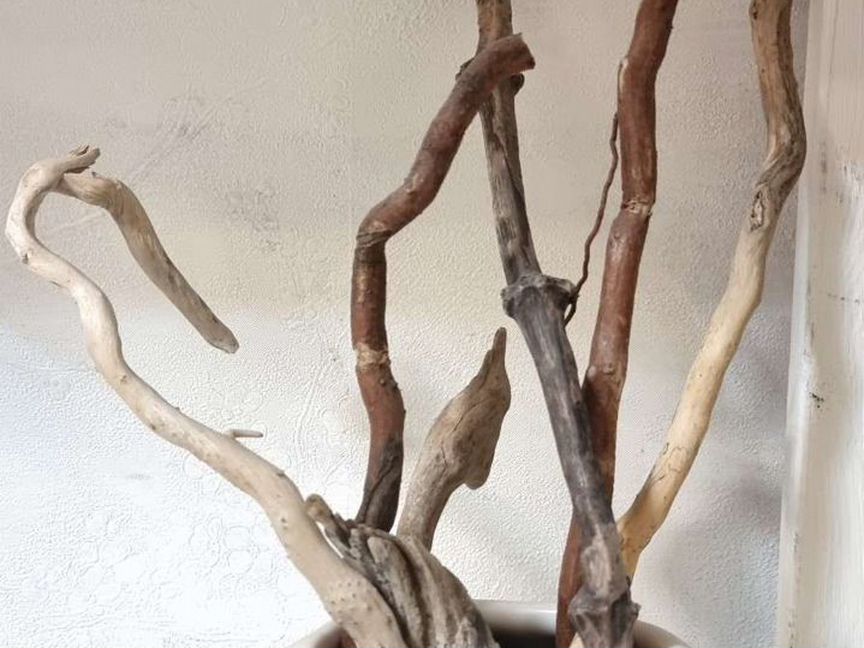 Террариум дерево