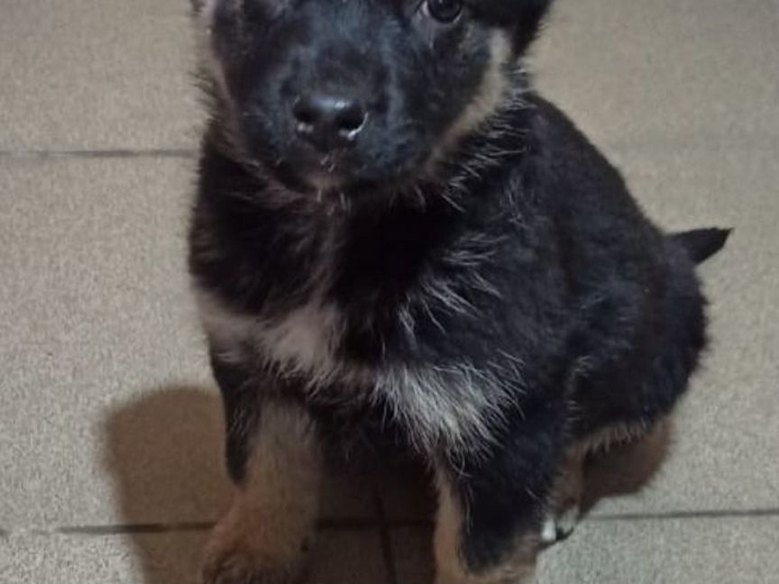 Умница -Кнопочка в добрые руки