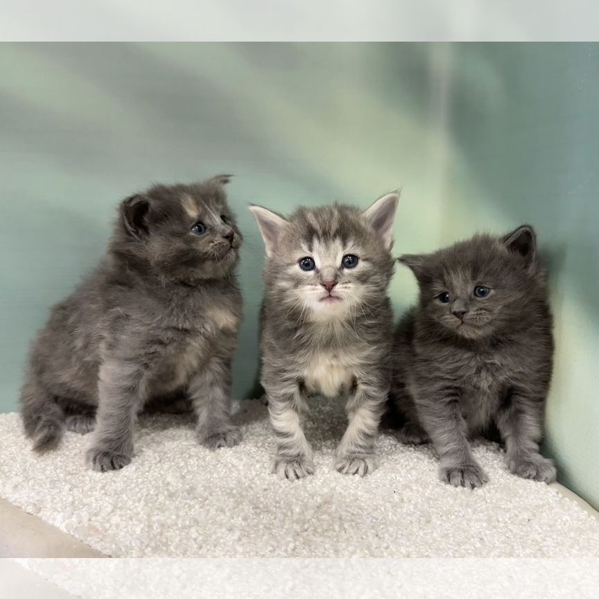 Норвежский лесной котёнок