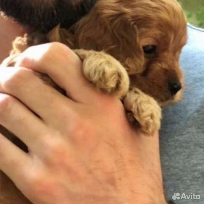 Мальтипу, кавапу щенки (бронь)