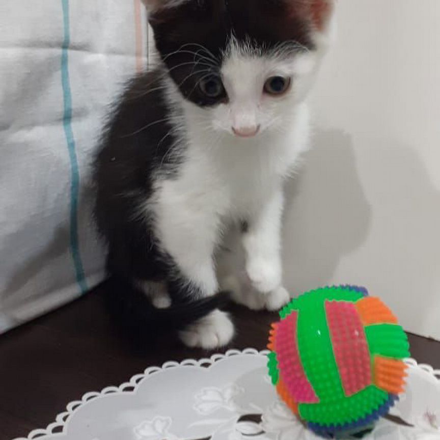 Котёнок в добрые руки