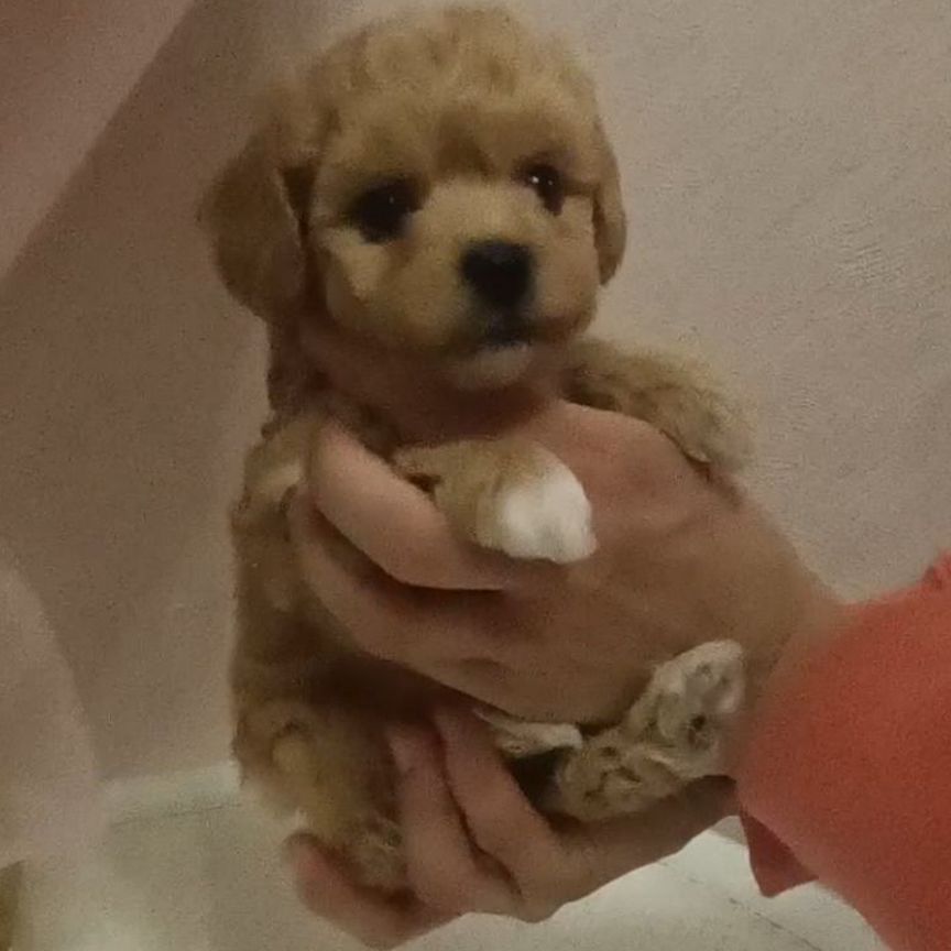 Мальтипу, щенок