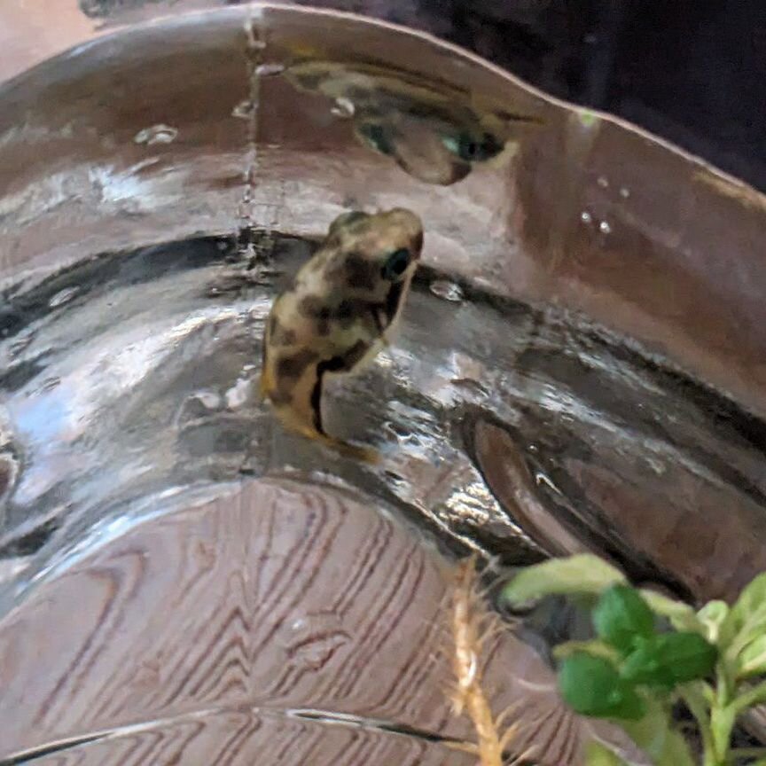 Карликовый тетраодон