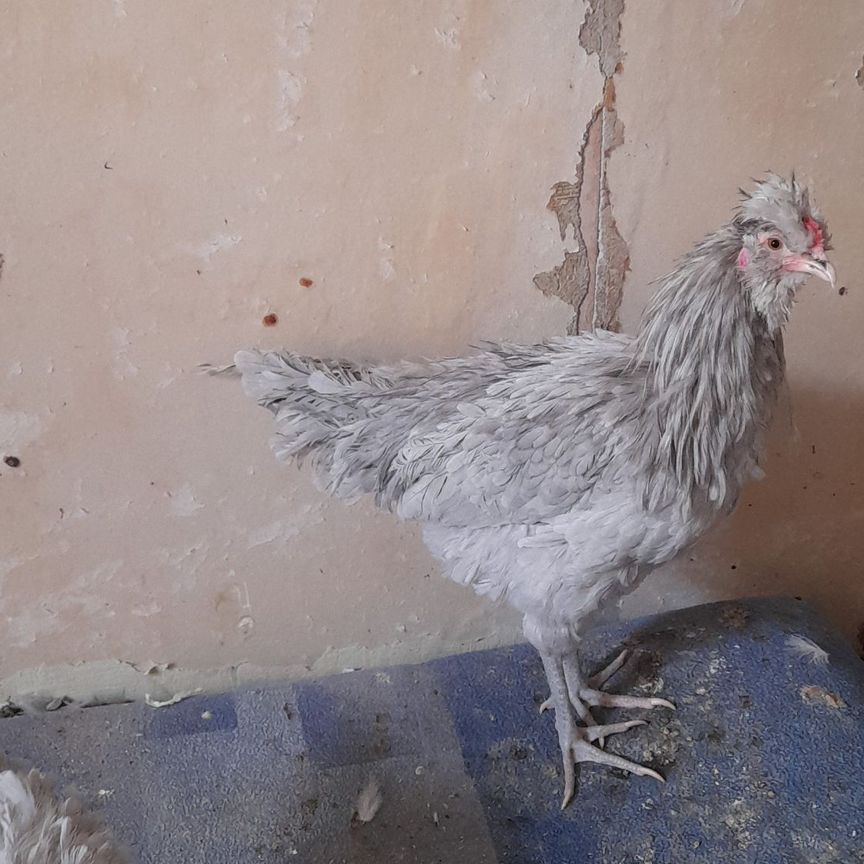 Амераукана петух