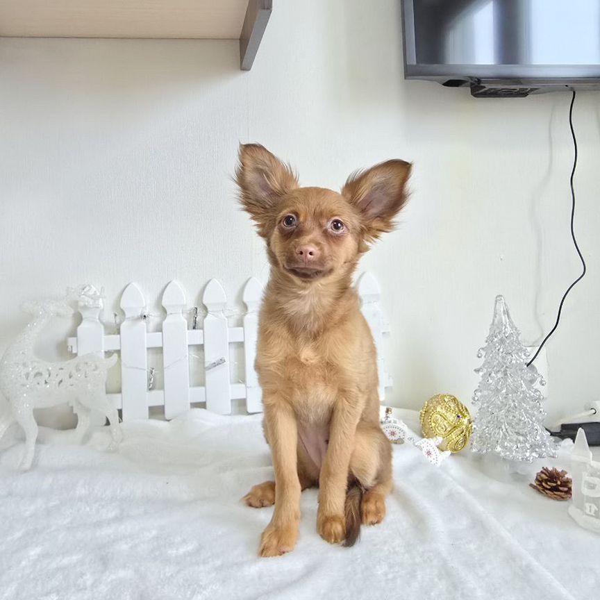 Русский той-терьер, щенок