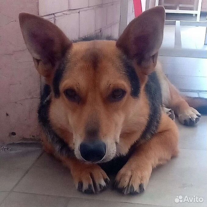 Маленькая собака Тимоша