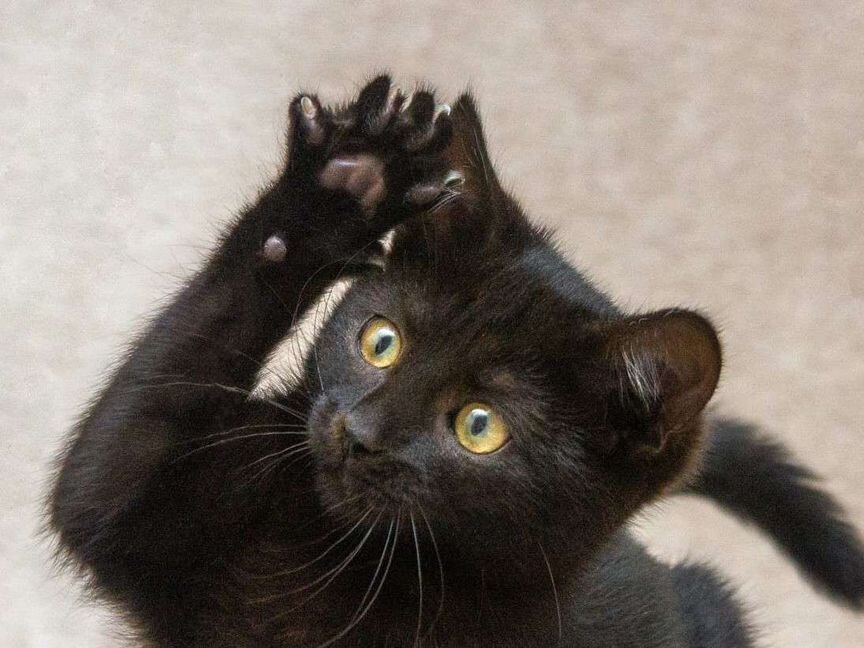 Чёрные котята