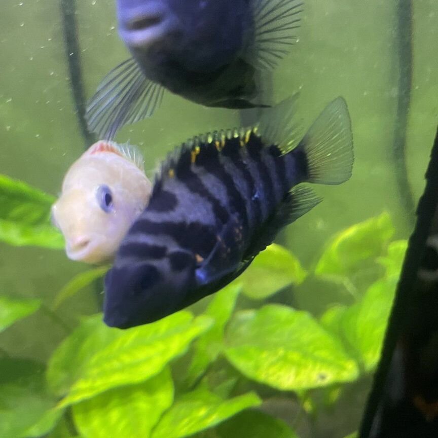 Рыбки цихлиды