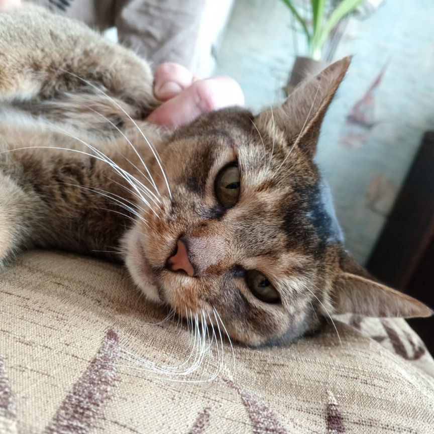 Кошка в дар