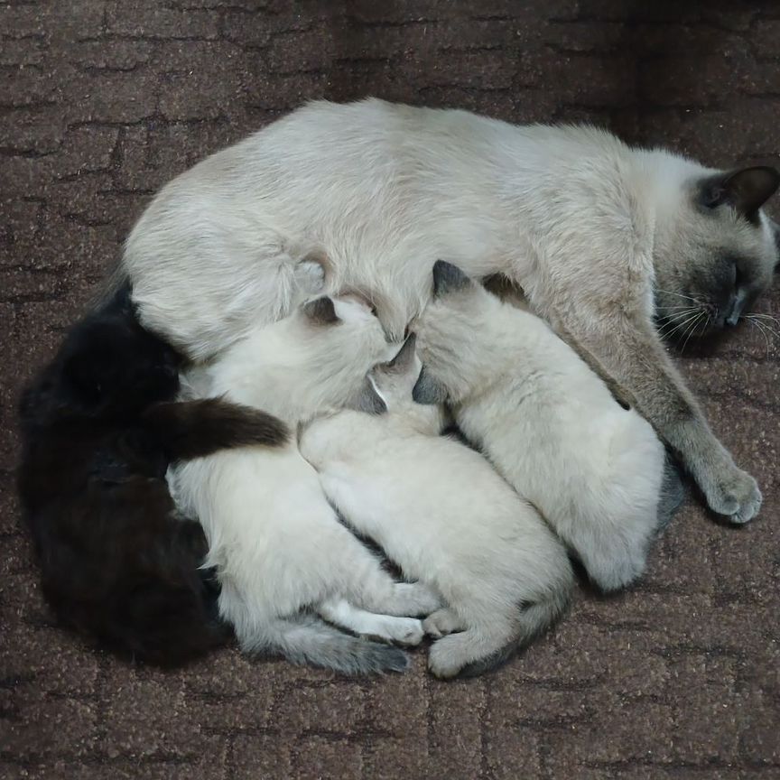 Тайские котята