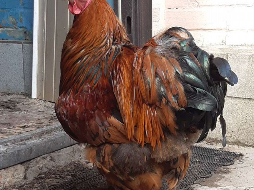 Инкубационное домашнее яицо брамы