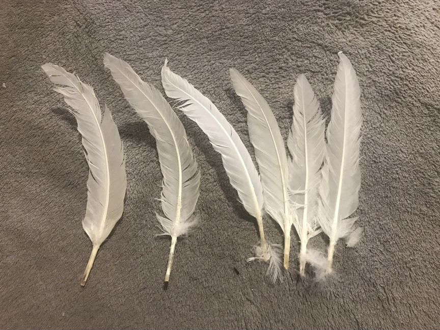 Перо белое куриное