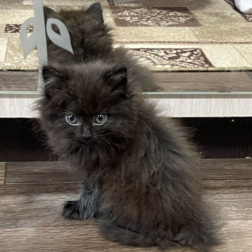 Девочка котенок черная