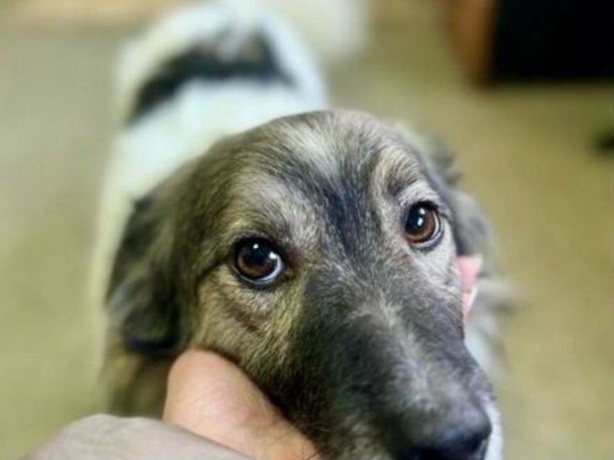 Особенный "пёс из отлова