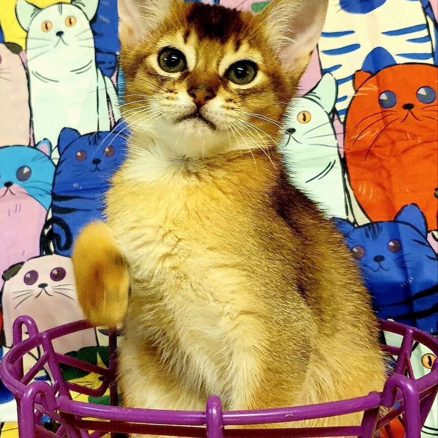 Абиссинские котята