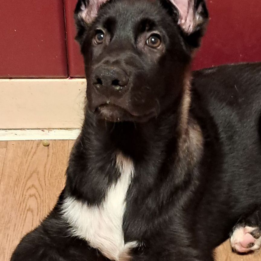 Красавец овчаренок