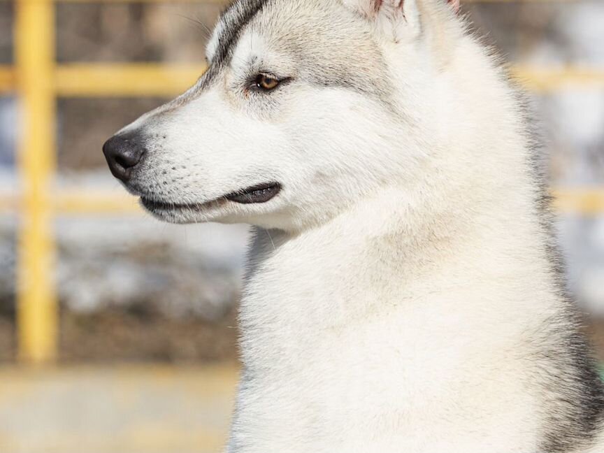Кобель хаски